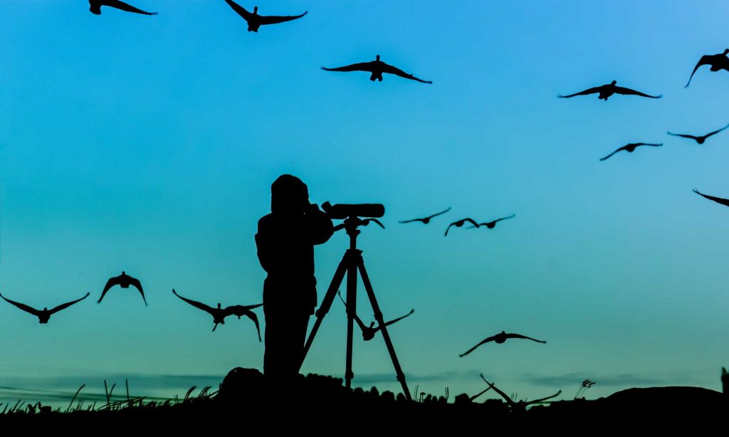 Birdwatching: los mejores lugares para la observación de aves
